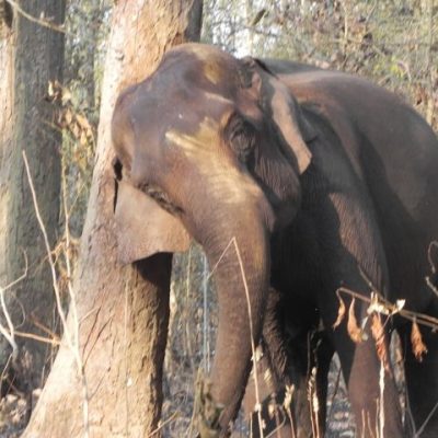 Five Elephants Freed! - Elephant Aid International