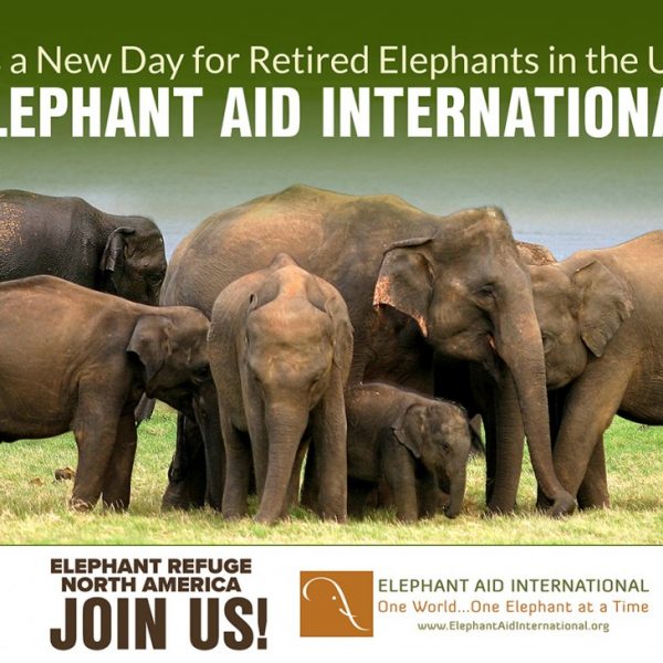 Home - Elephant Aid International
