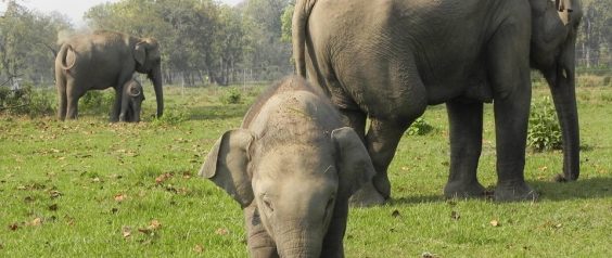 Home - Elephant Aid International