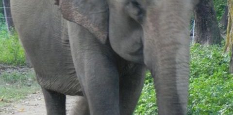 Home - Elephant Aid International