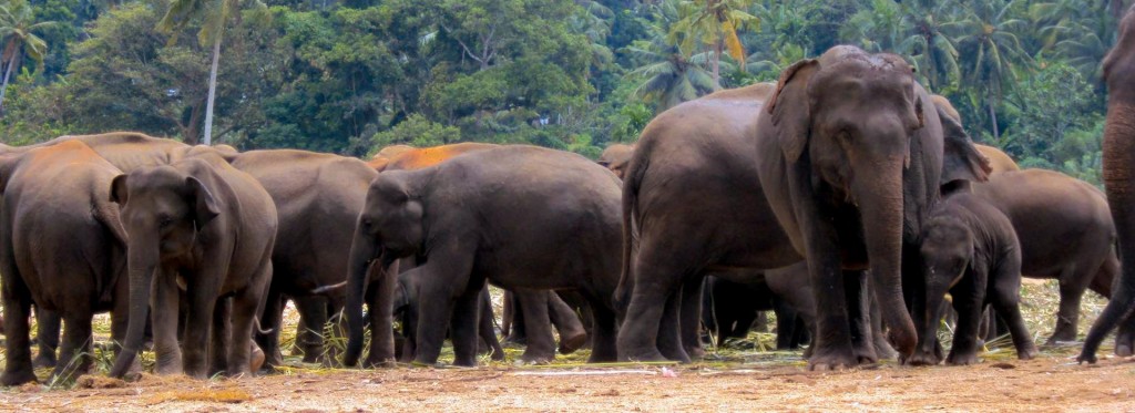 EAI 2017 Annual Report - Elephant Aid International