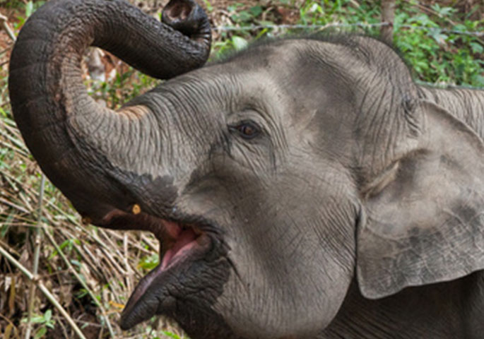 Elephant Facts - Elephant Aid International