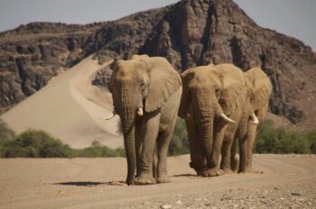 Elephant Facts - Elephant Aid International