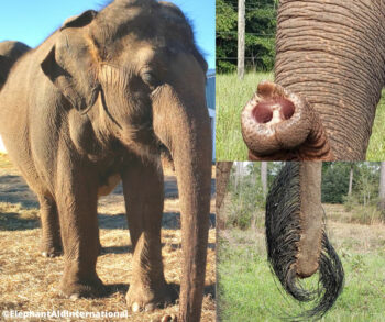 Elephant Facts - Elephant Aid International