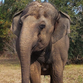 Meet Tarra - Elephant Aid International