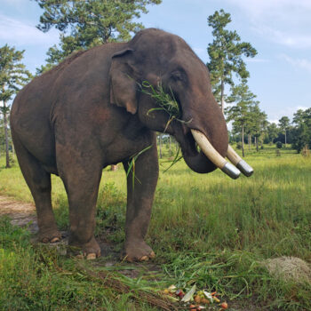 Meet Bo - Elephant Aid International