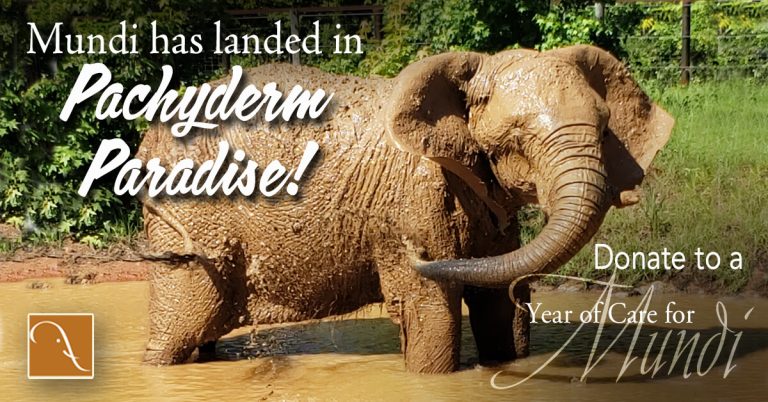 Meet Mundi - Elephant Aid International