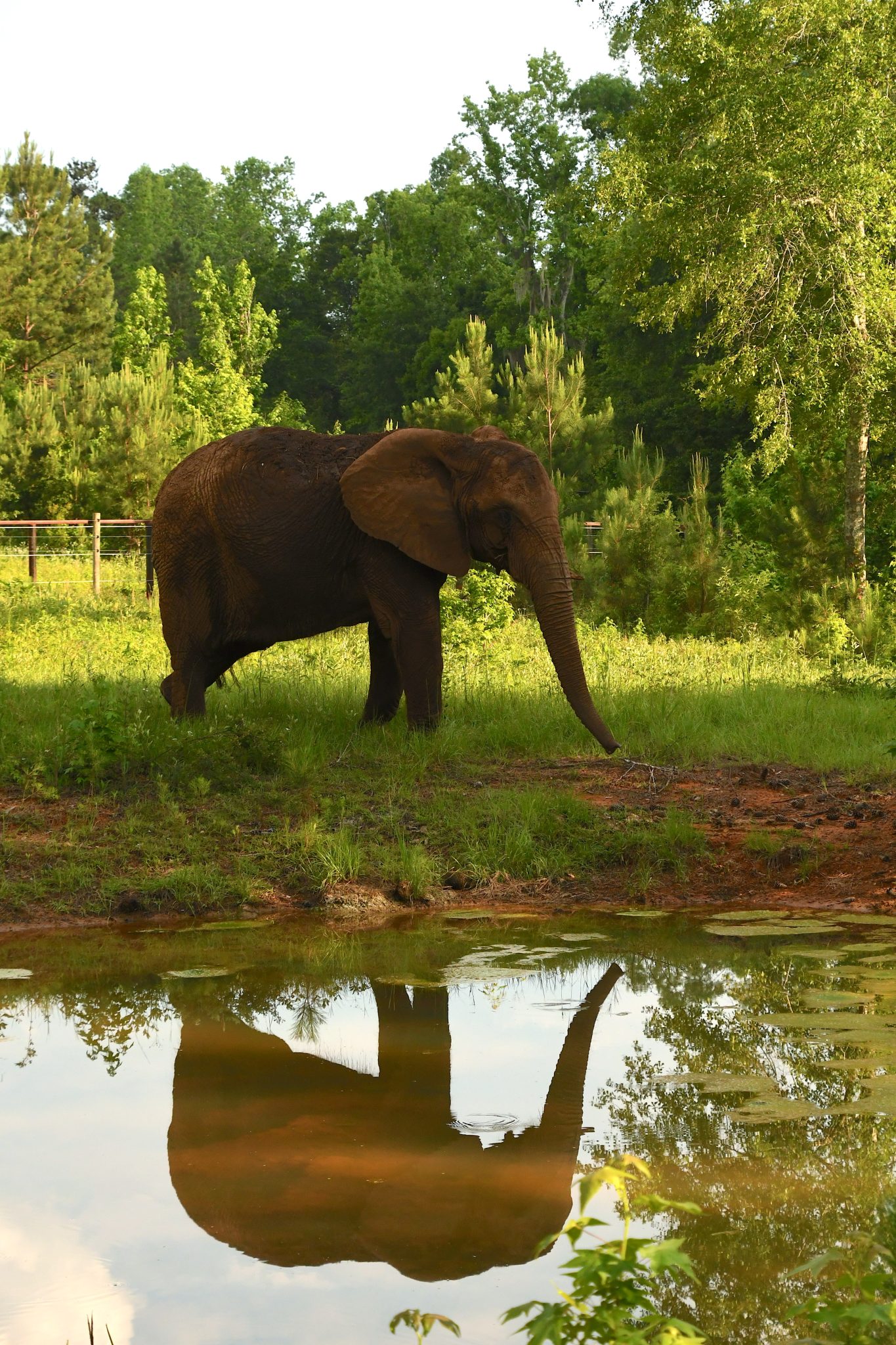 Meet Mundi - Elephant Aid International