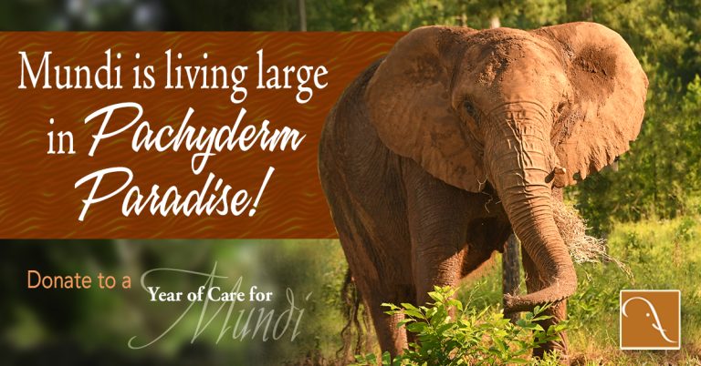 Meet Mundi - Elephant Aid International