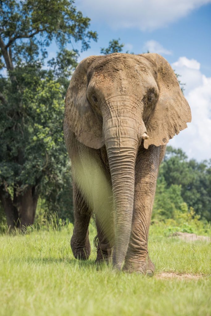 Meet Mundi - Elephant Aid International
