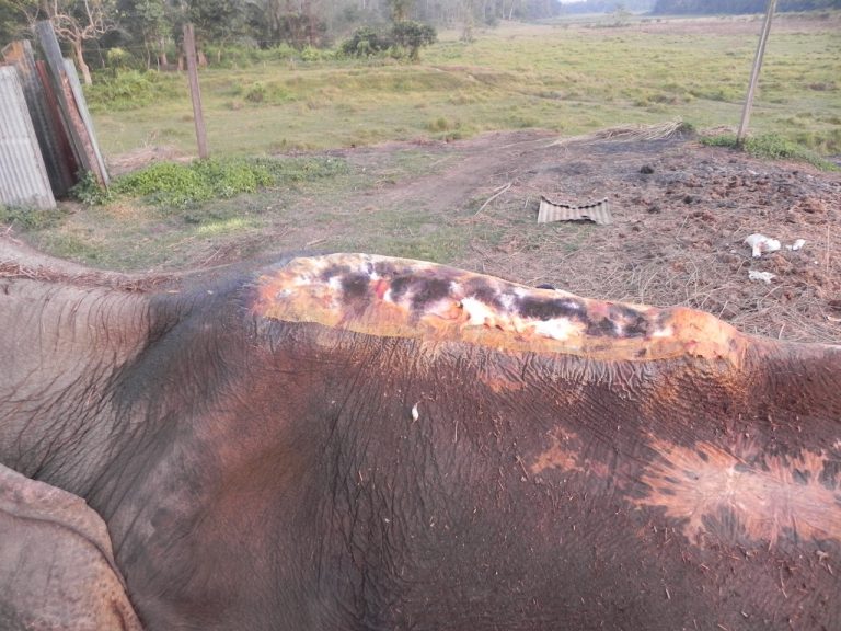 The Truth About Riding Elephants in Asia - Elephant Aid International
