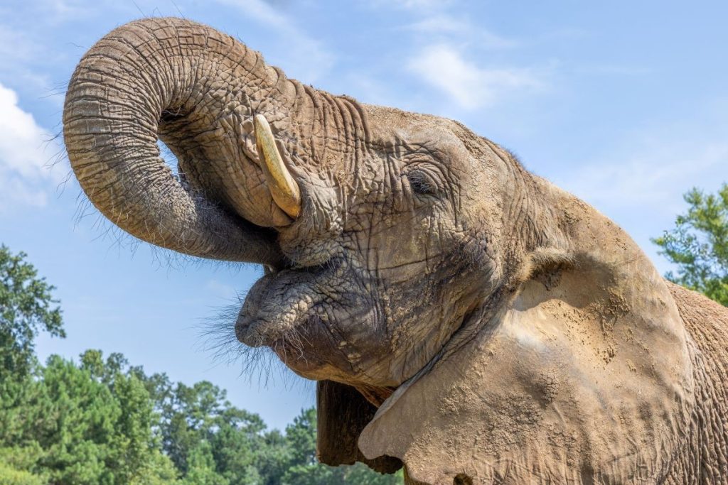 The Elephant Skull - Elephant Aid International