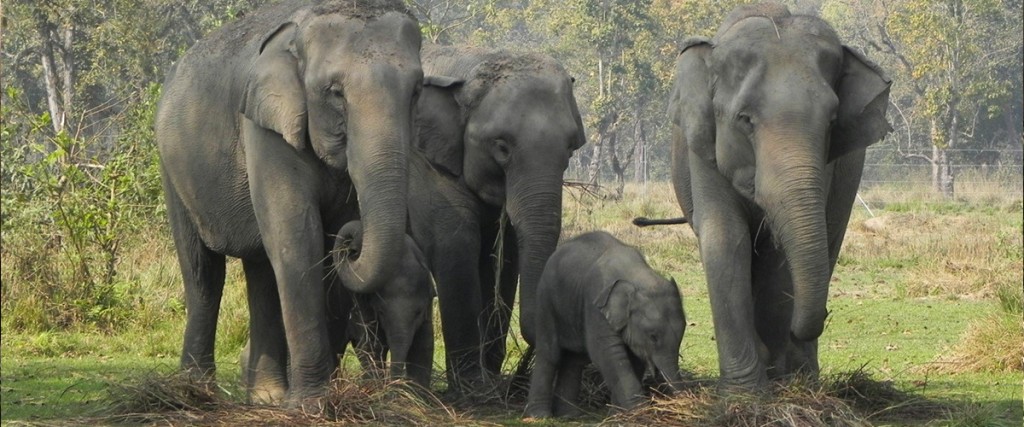 Home - Elephant Aid International